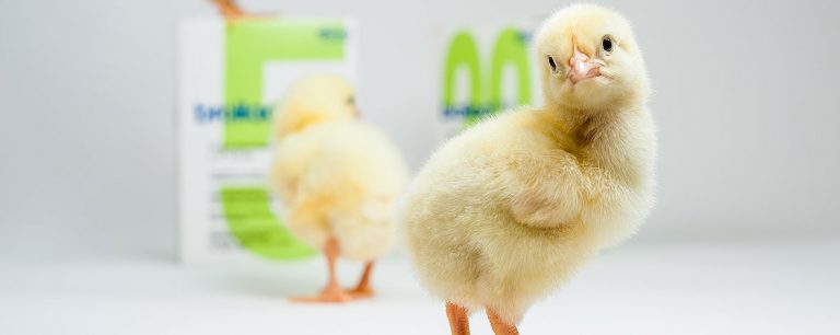 Broilact | Nimrod Nederland | Nimrod Veterinary Products