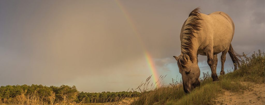 Nimrod Psyllium - Nimrod Nederland | Nimrod Veterinary Products